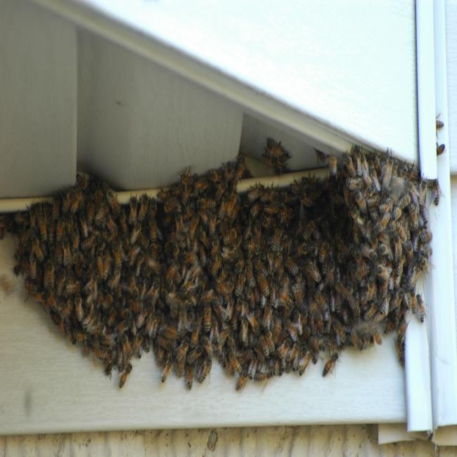 The Great Invade | Jerry-Rigs